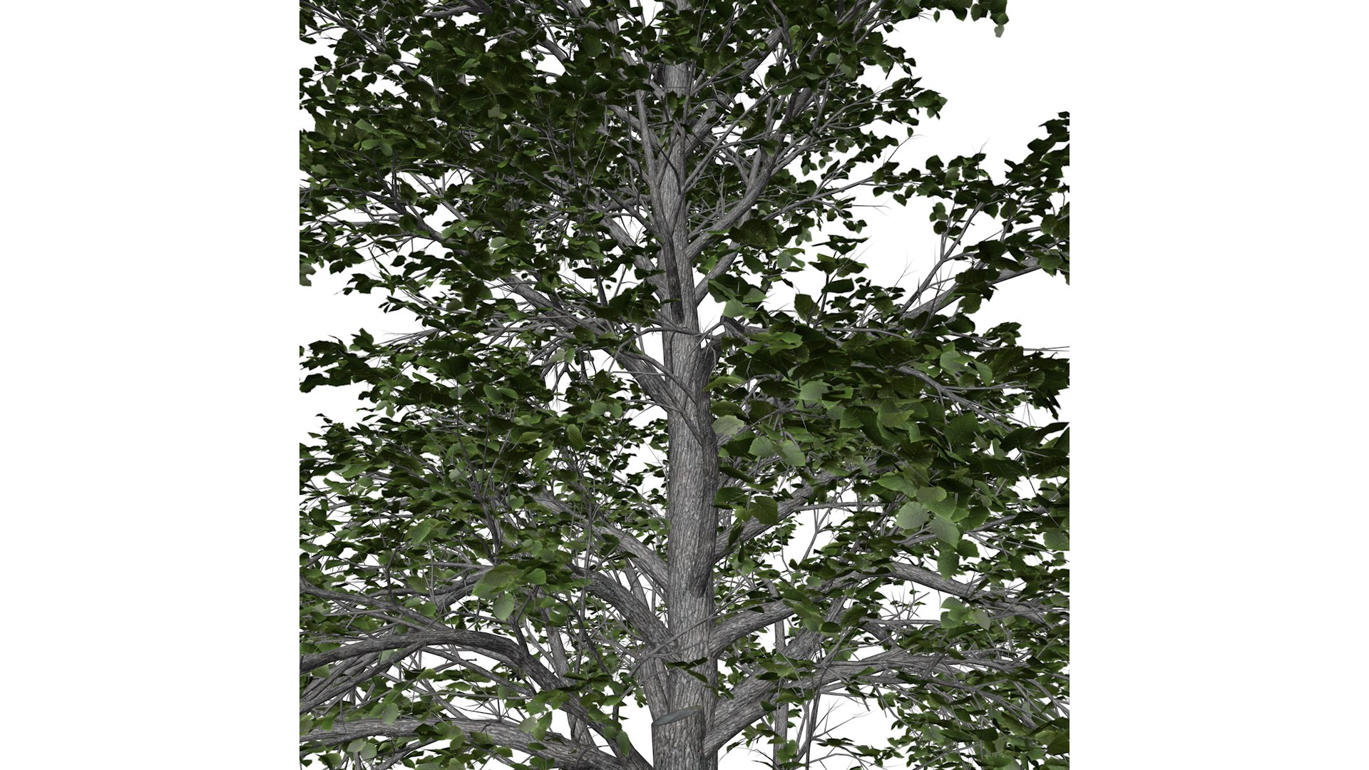 European Linden Tree - 07 - 3D Model - TurboSquid 2375846