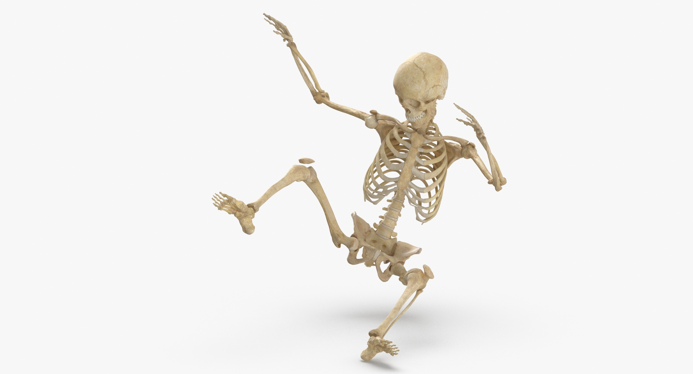 Real human female skeleton model - TurboSquid 1667620