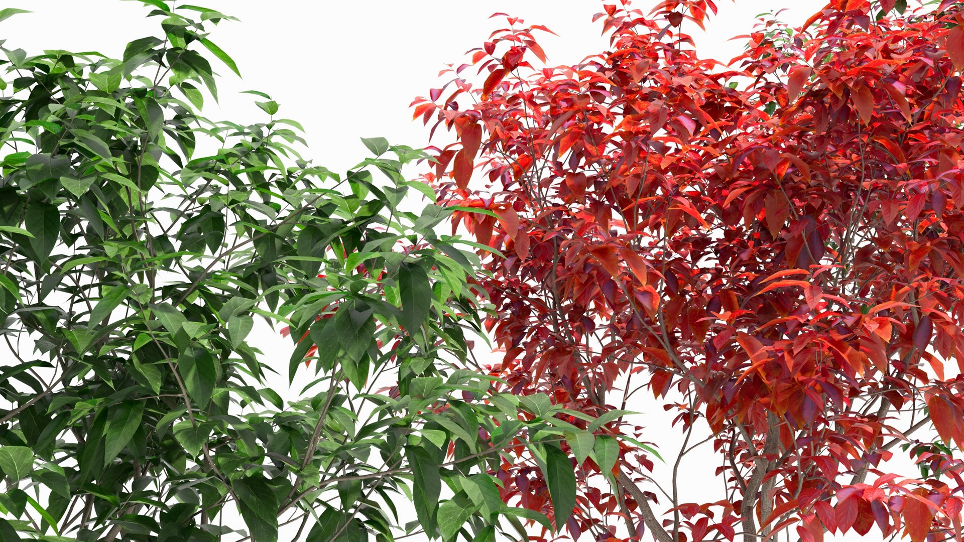 3D Nyssa Tree - TurboSquid 2027075