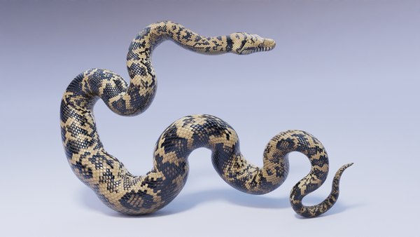 3D Animated Scrub Python model - TurboSquid 1950276