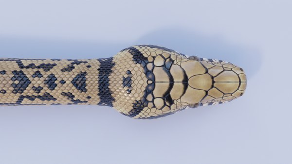 3D Animated Scrub Python model - TurboSquid 1950276