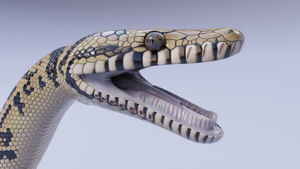 3D Animated Scrub Python model - TurboSquid 1950276