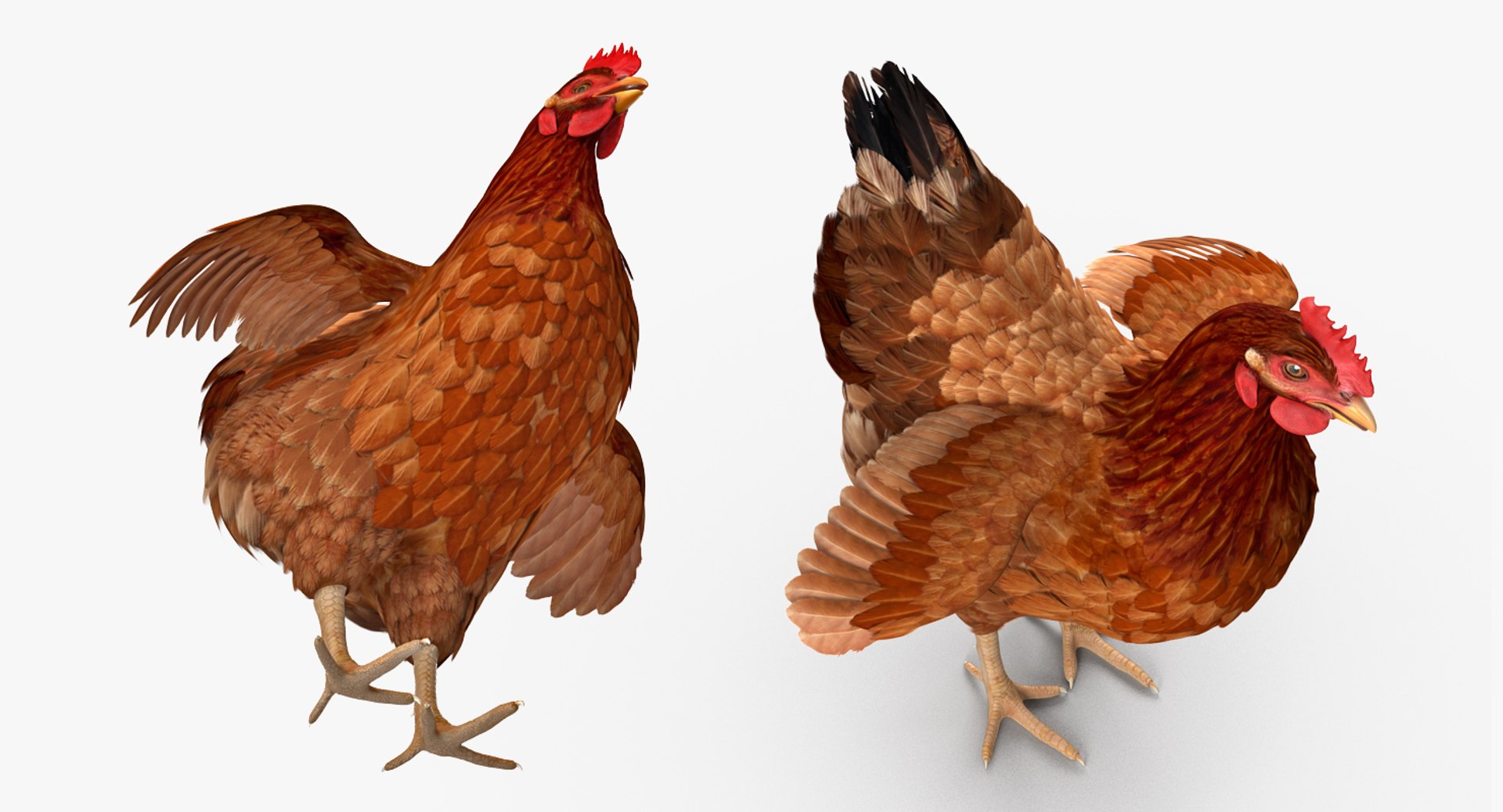 3D Wooden Small Chicken Coop With Chickens Rigged For Maya Model ...