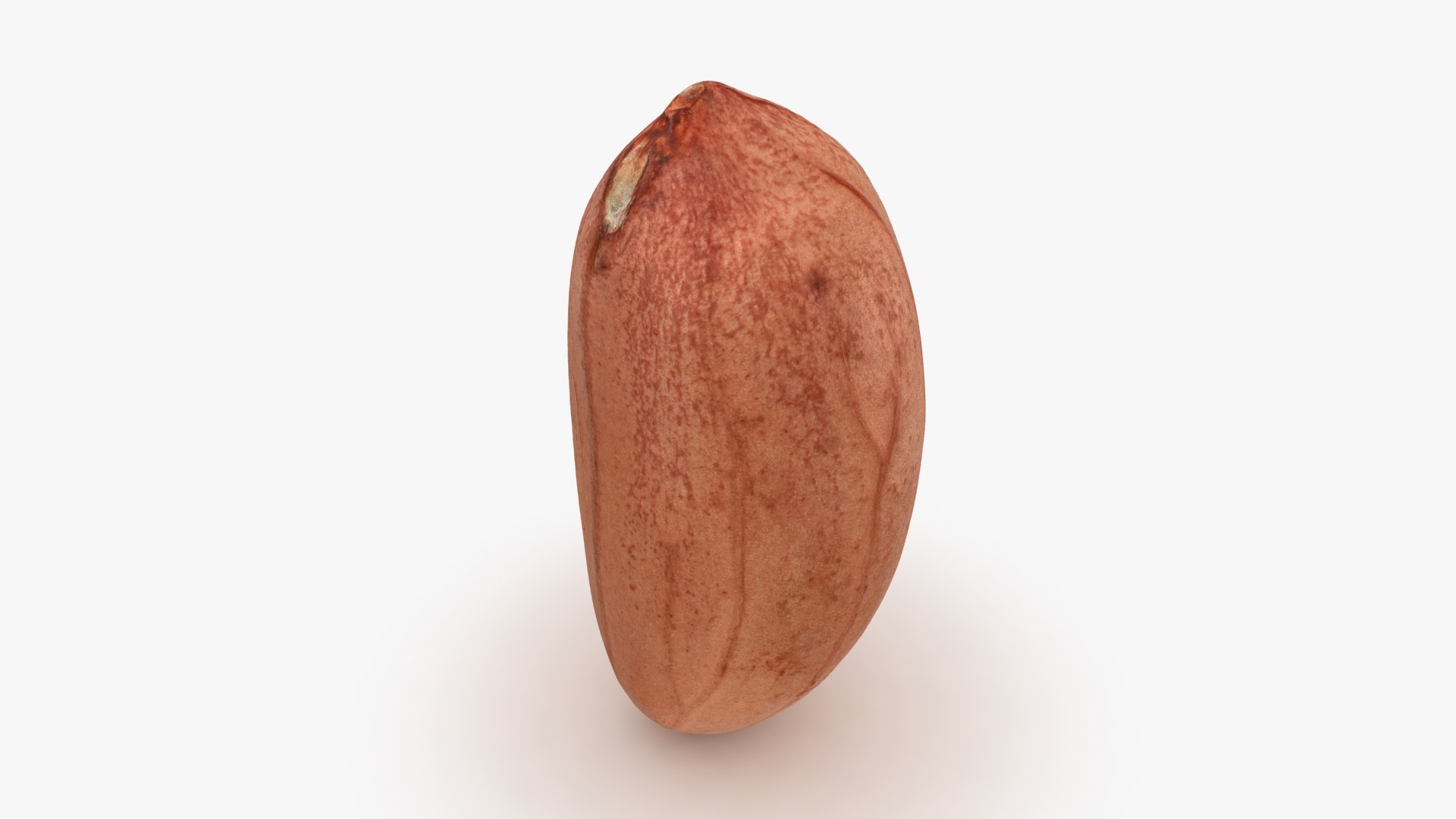3D model Peanut Kernel 01 - TurboSquid 1954050