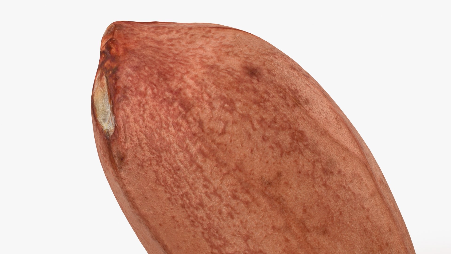 3D model Peanut Kernel 01 - TurboSquid 1954050