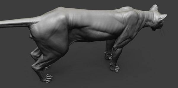 Fully Detailed African Golden Cat Zbrush Sculpt 3D model - TurboSquid ...