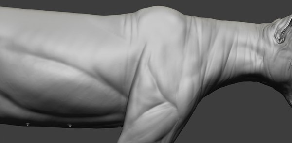 Fully Detailed African Golden Cat Zbrush Sculpt 3D model - TurboSquid ...