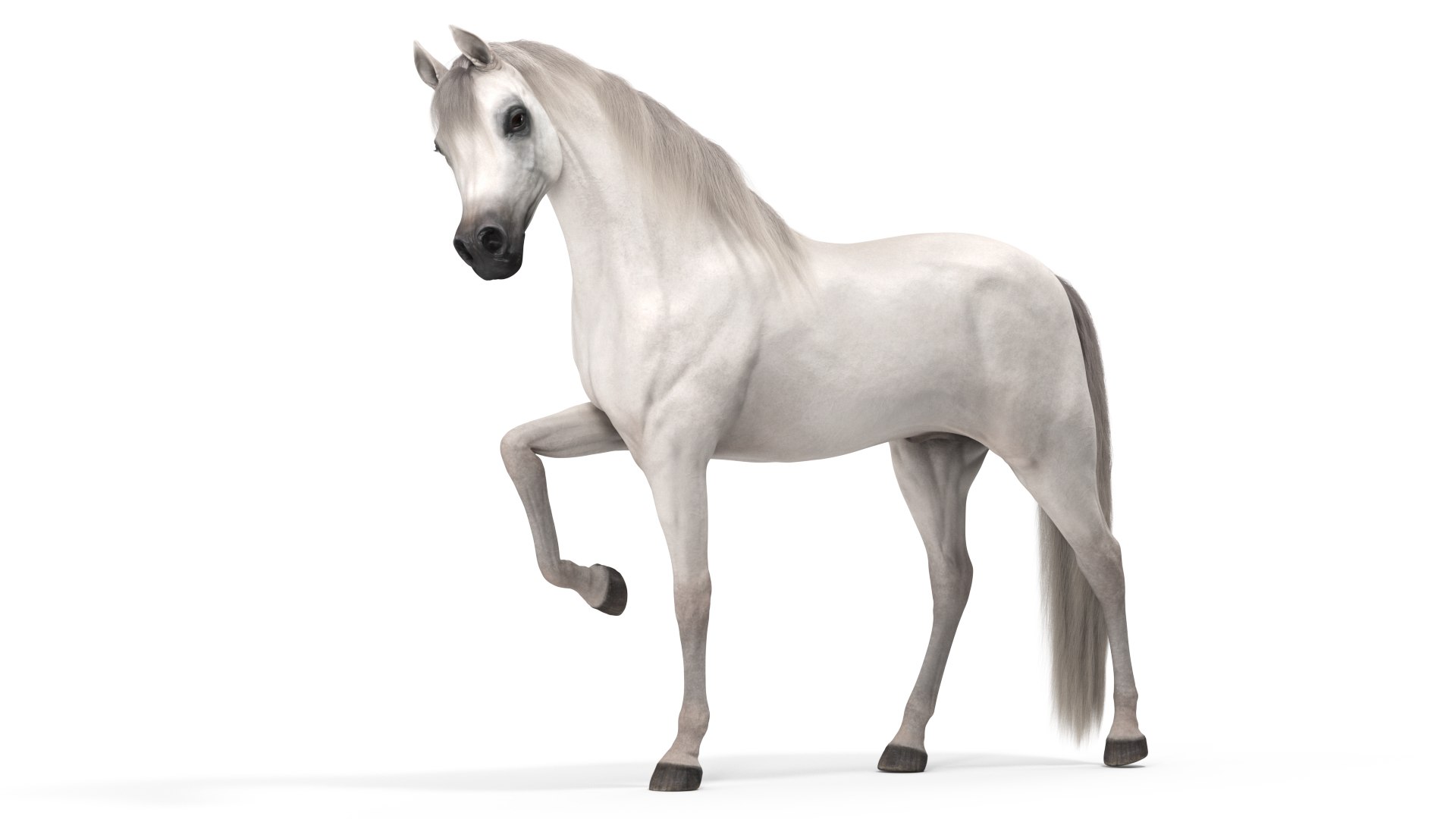 3D Model Arabian Horse White Fur Rigged - TurboSquid 2184596