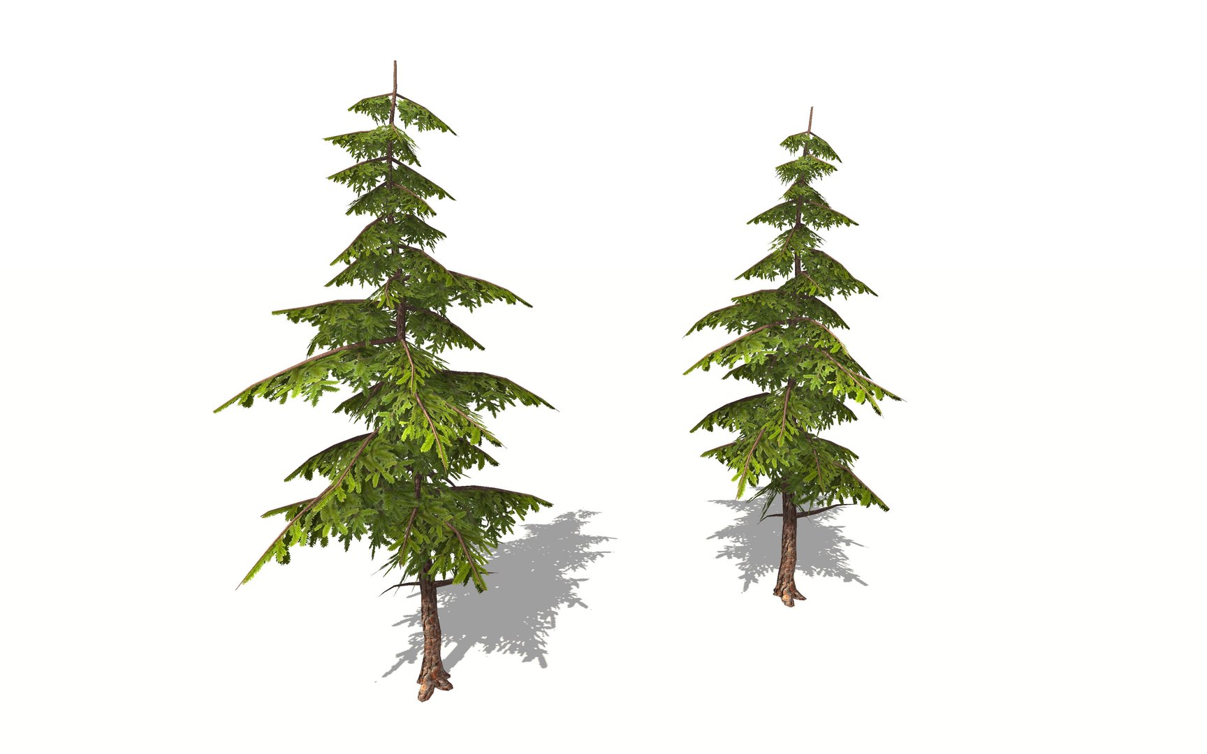 Pine tree 3D - TurboSquid 1516260