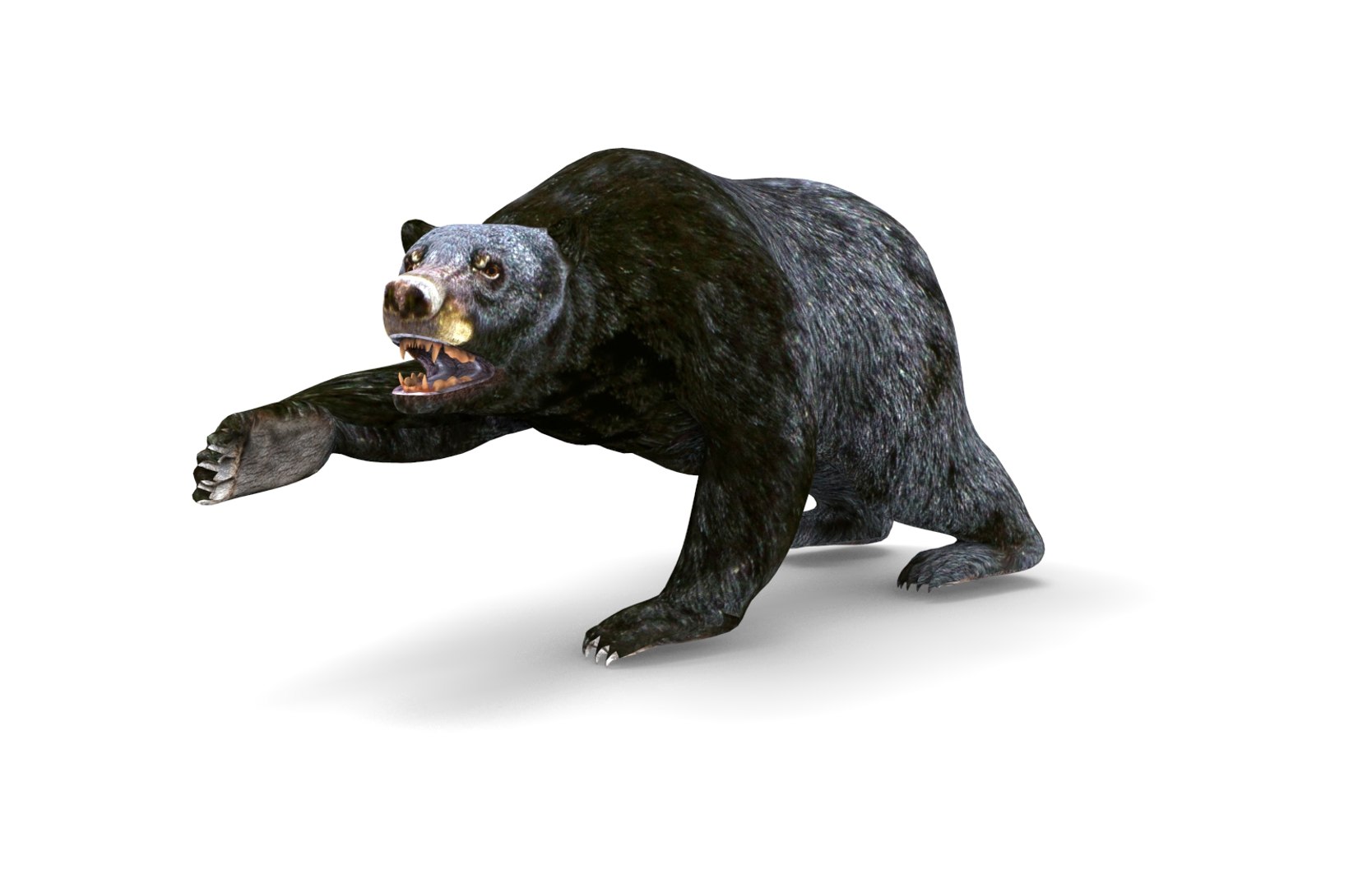 3D Black Bear Animation Model - TurboSquid 1223880