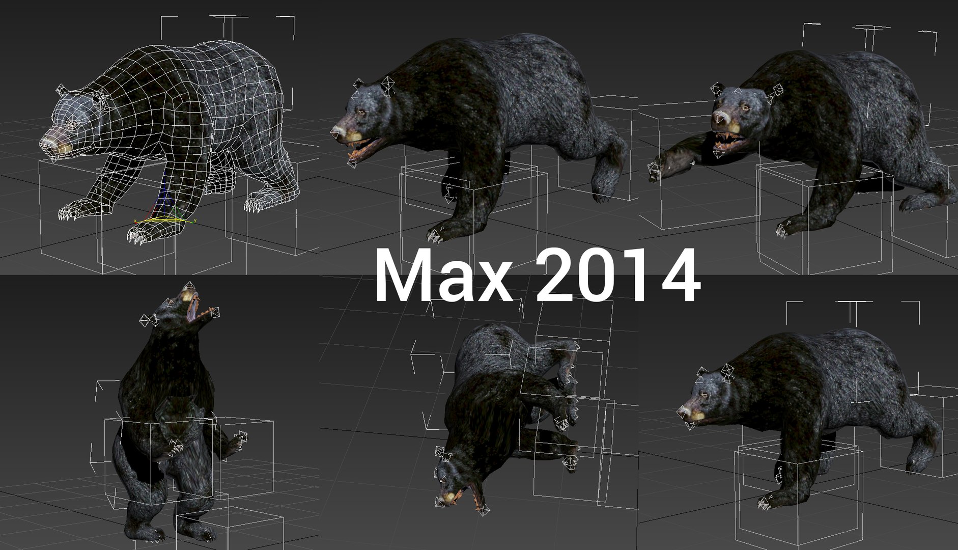 3D Black Bear Animation Model - TurboSquid 1223880