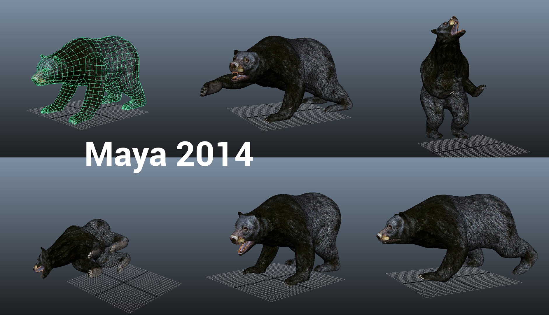 3D Black Bear Animation Model - TurboSquid 1223880