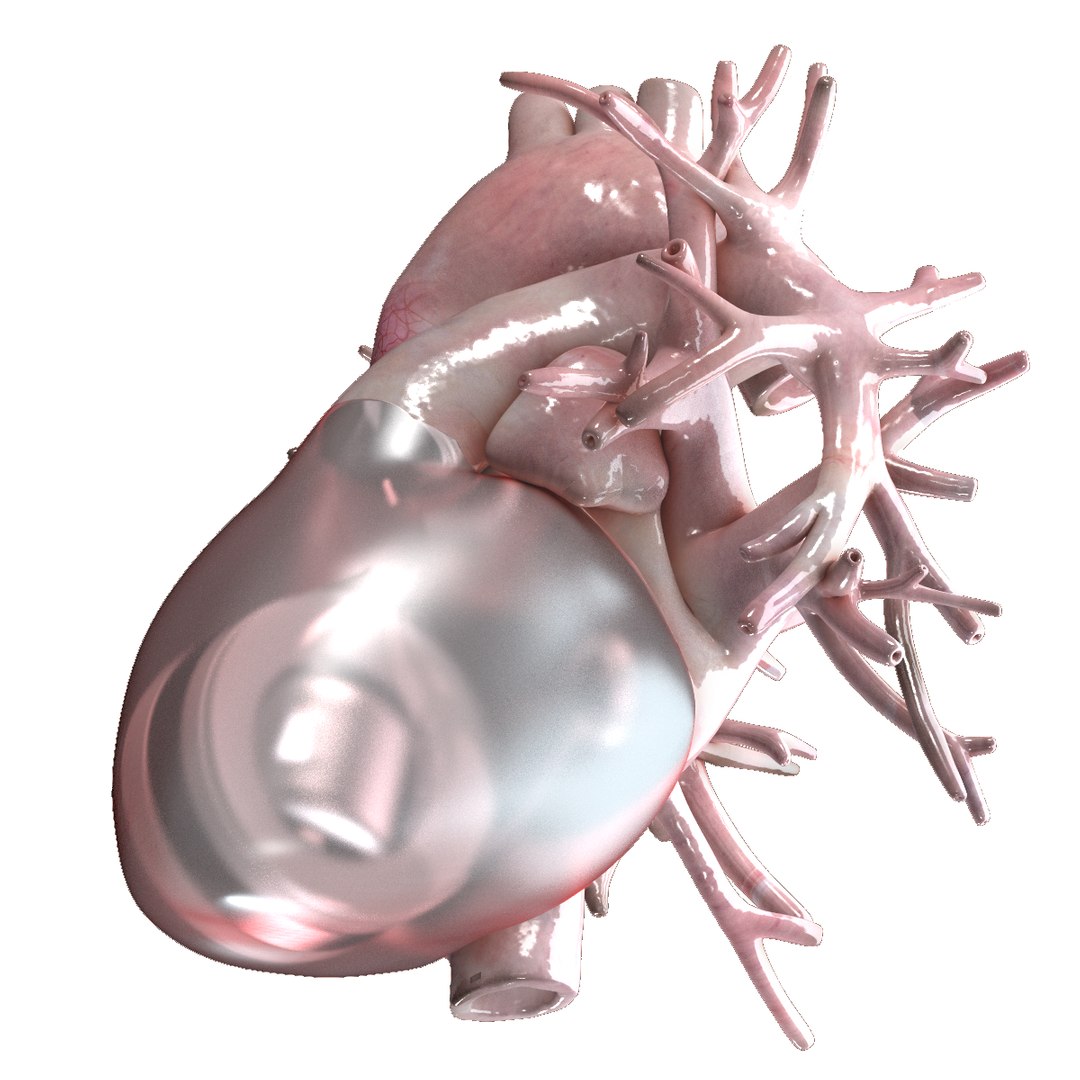 Artificial Human Heart Beating Obj