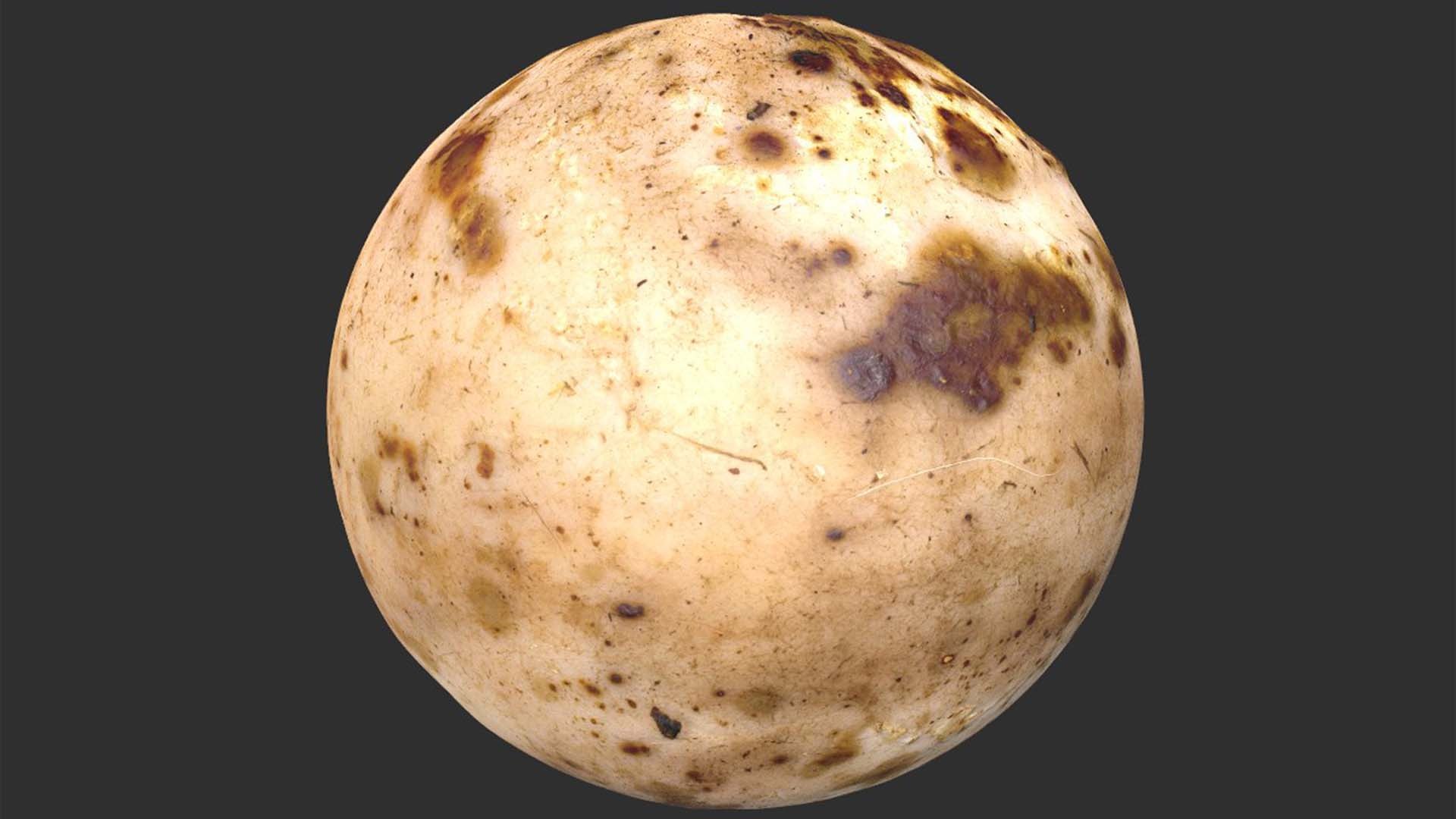 Rotten Animal 4k Texture 3D model - TurboSquid 2182509