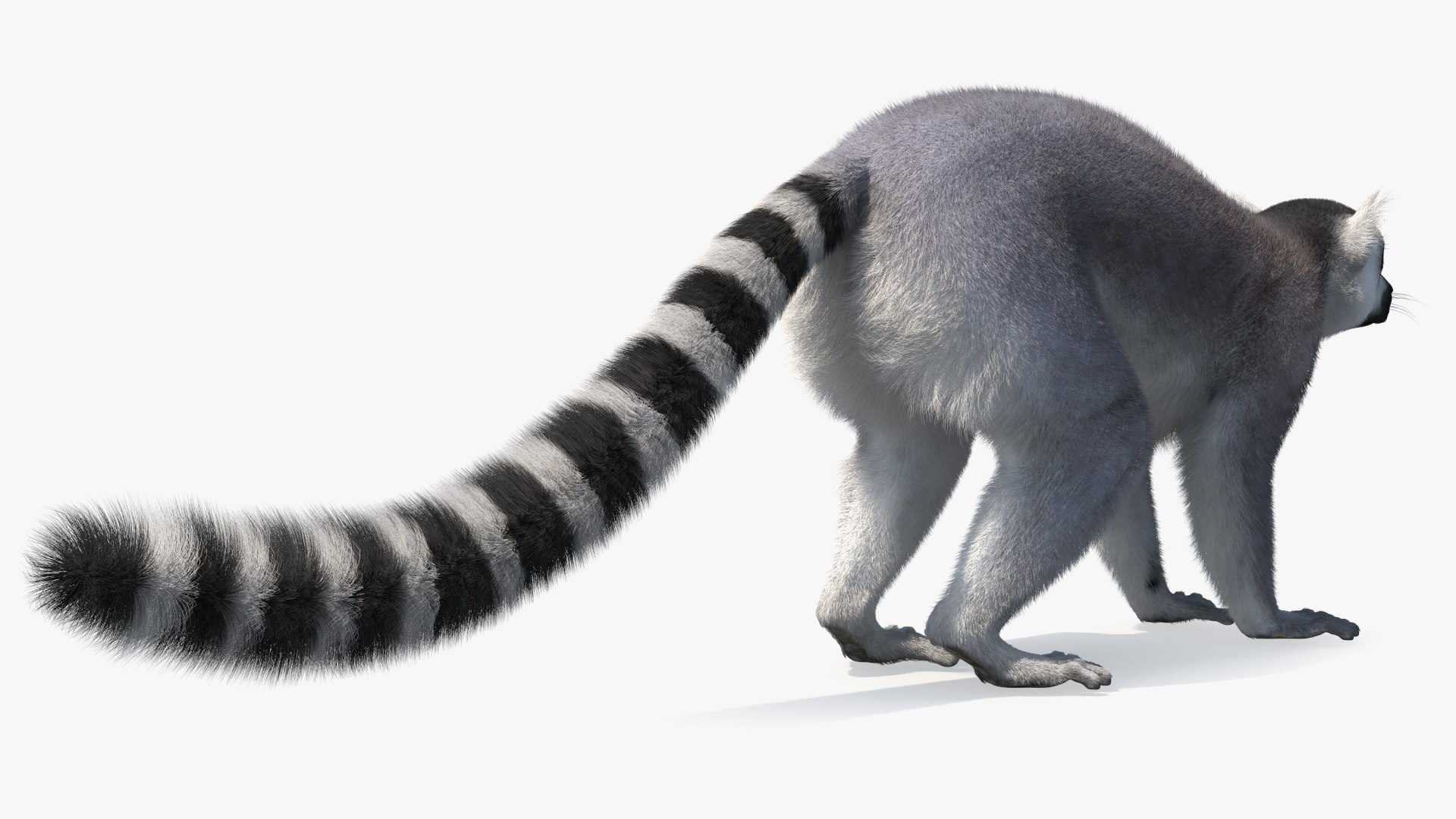 3D Lemur Fur Model - TurboSquid 2191767