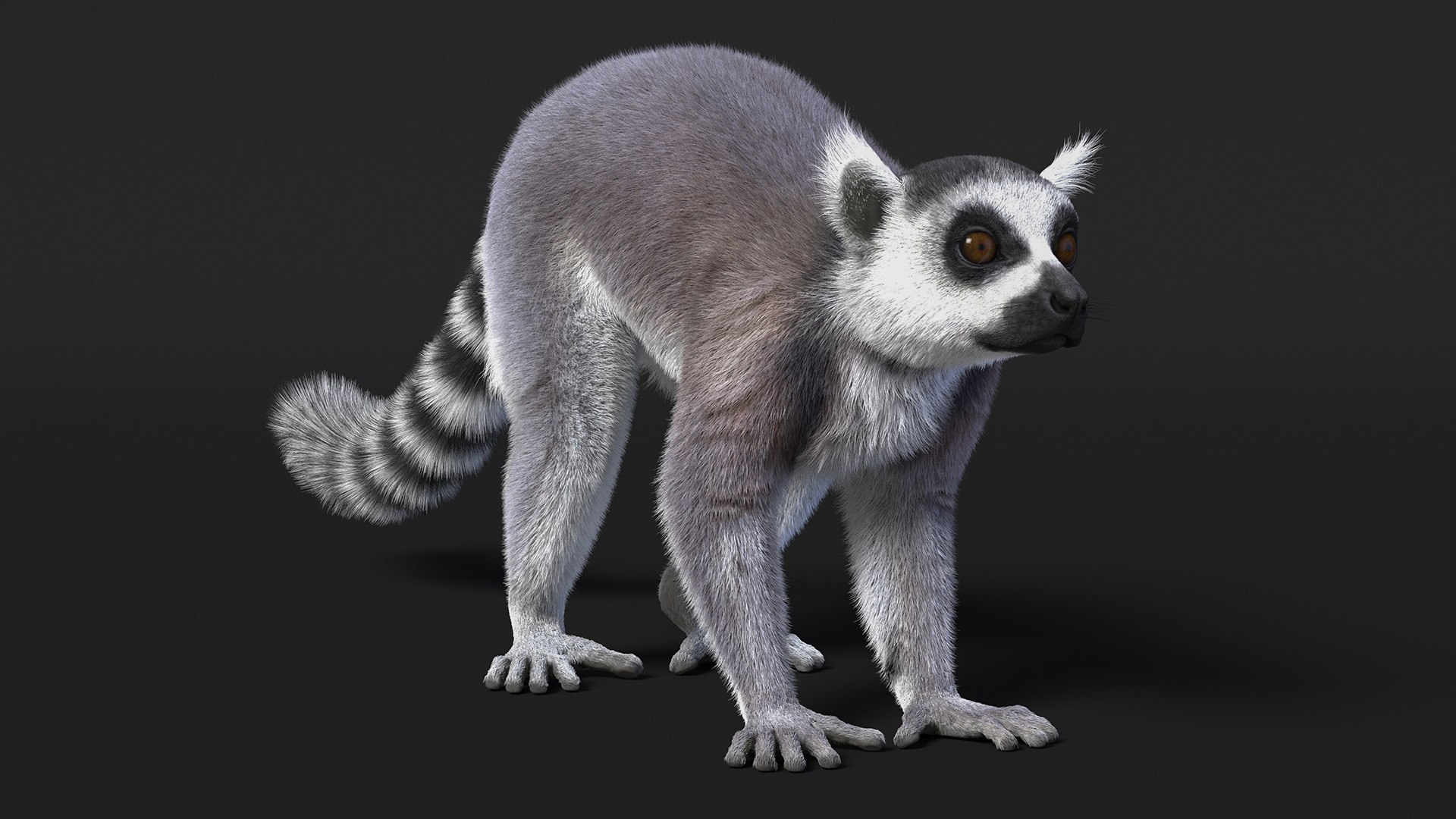 3D Lemur Fur Model - TurboSquid 2191767
