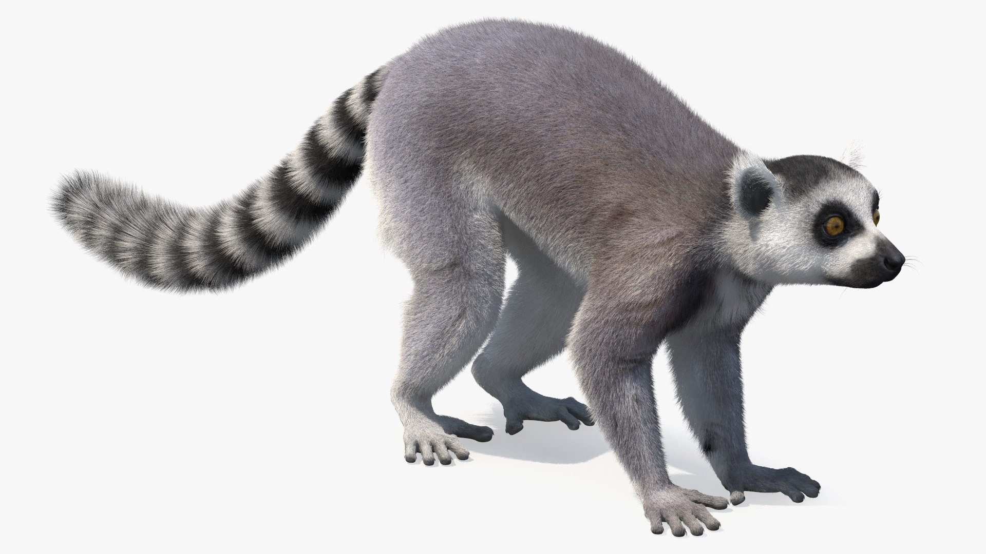 3D Lemur Fur Model - TurboSquid 2191767