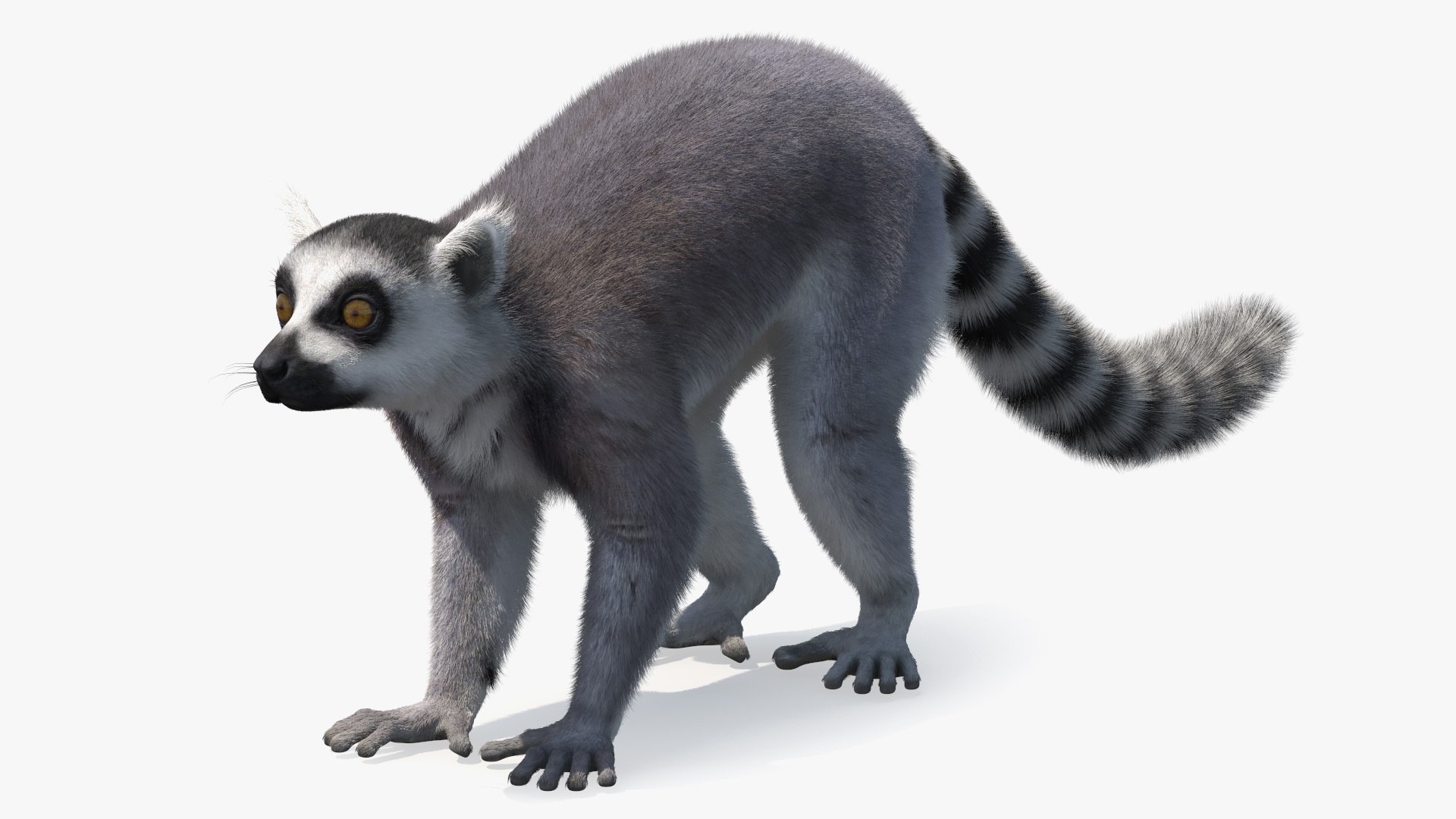 3D Lemur Fur Model - TurboSquid 2191767
