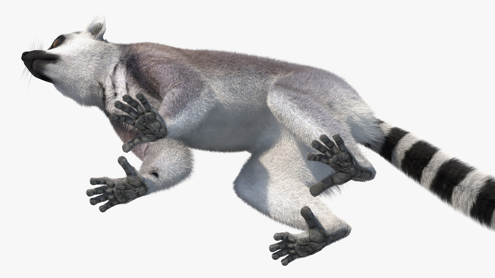 3D Lemur Fur Model - TurboSquid 2191767