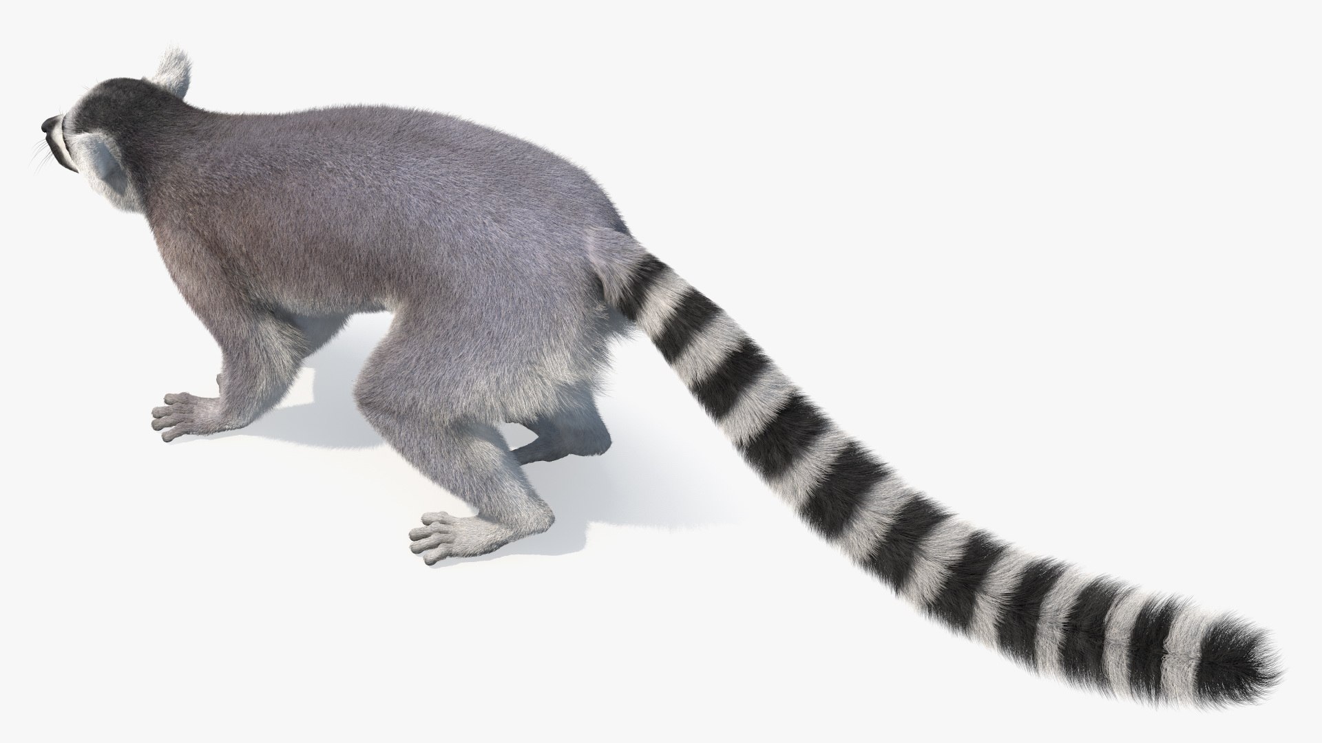 3D Lemur Fur Model - TurboSquid 2191767