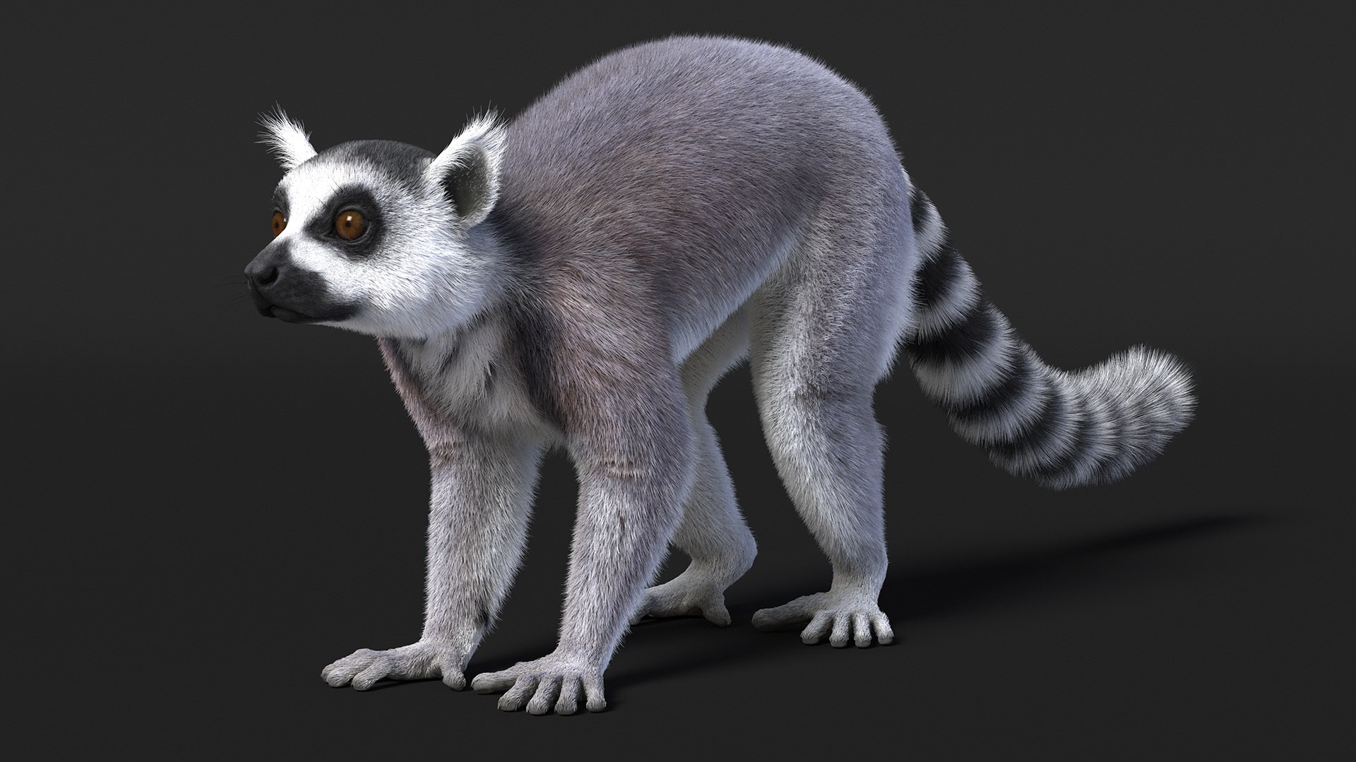 3D Lemur Fur Model - TurboSquid 2191767