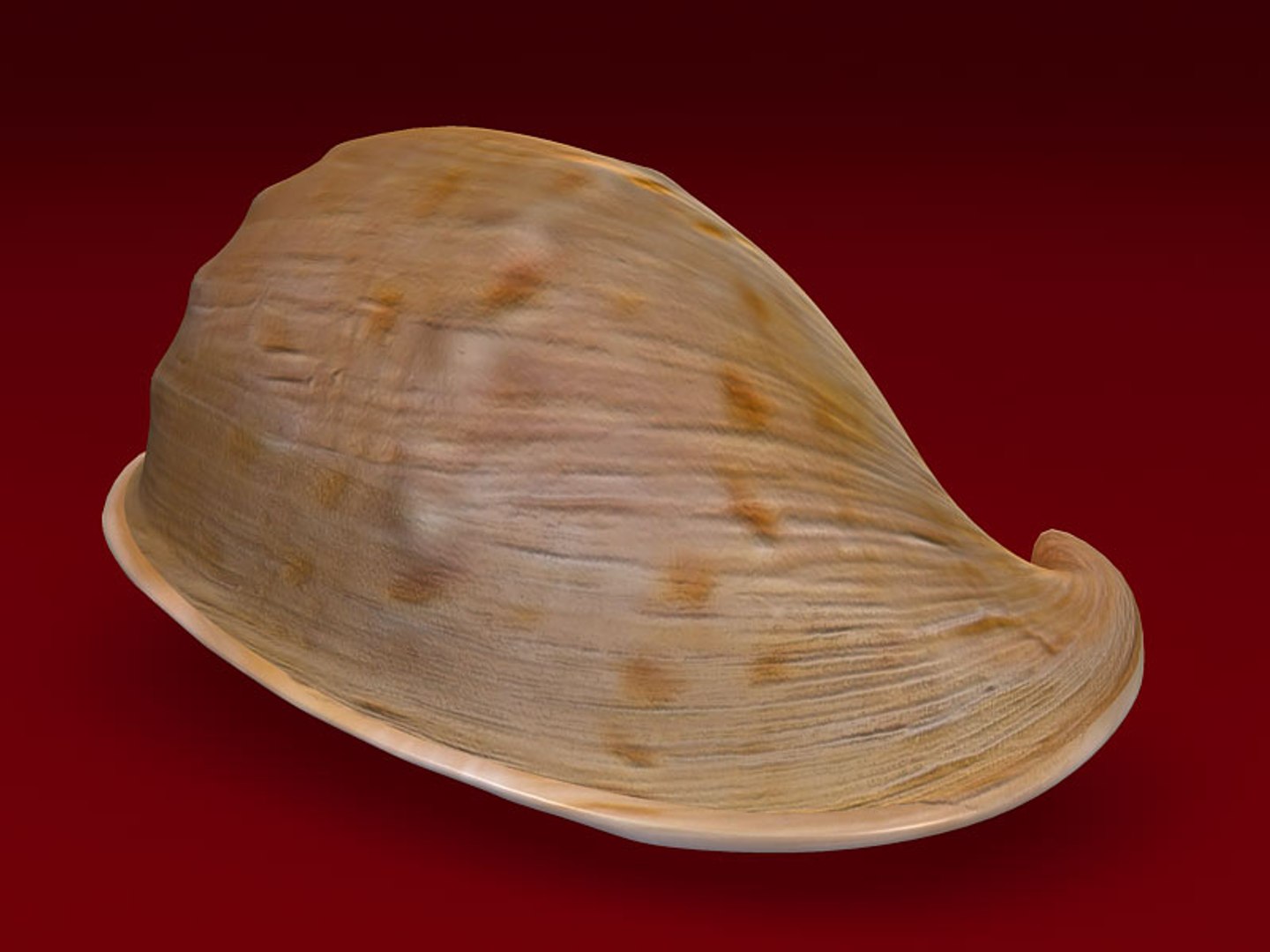 Seashell Cassis 3d Model
