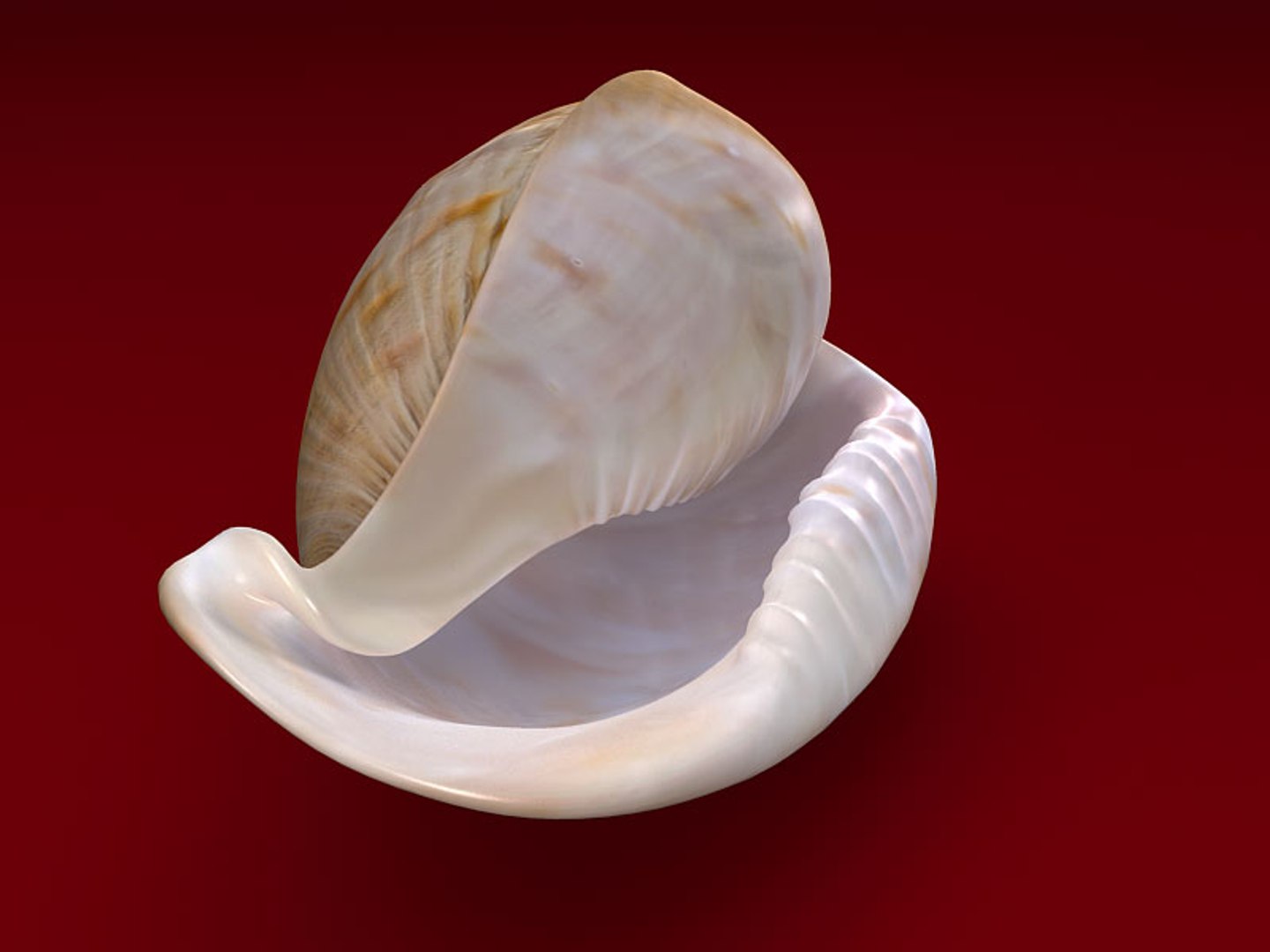 Seashell Cassis 3d Model