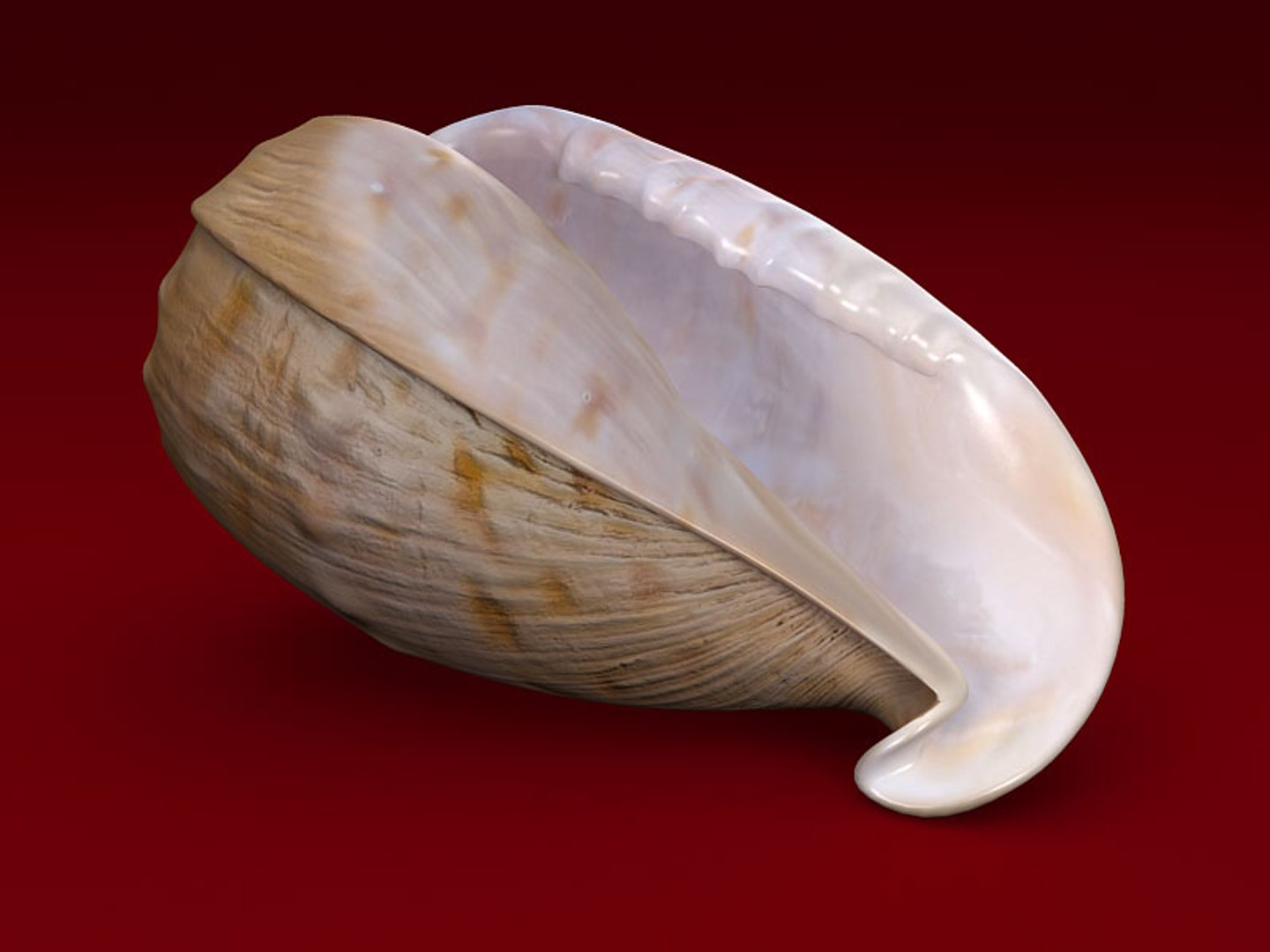 Seashell Cassis 3d Model