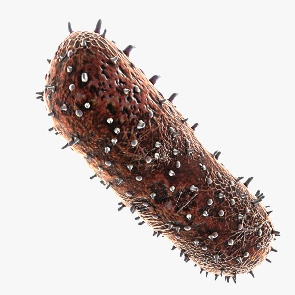 Rhabdovirus 3D-Modell - TurboSquid 676949