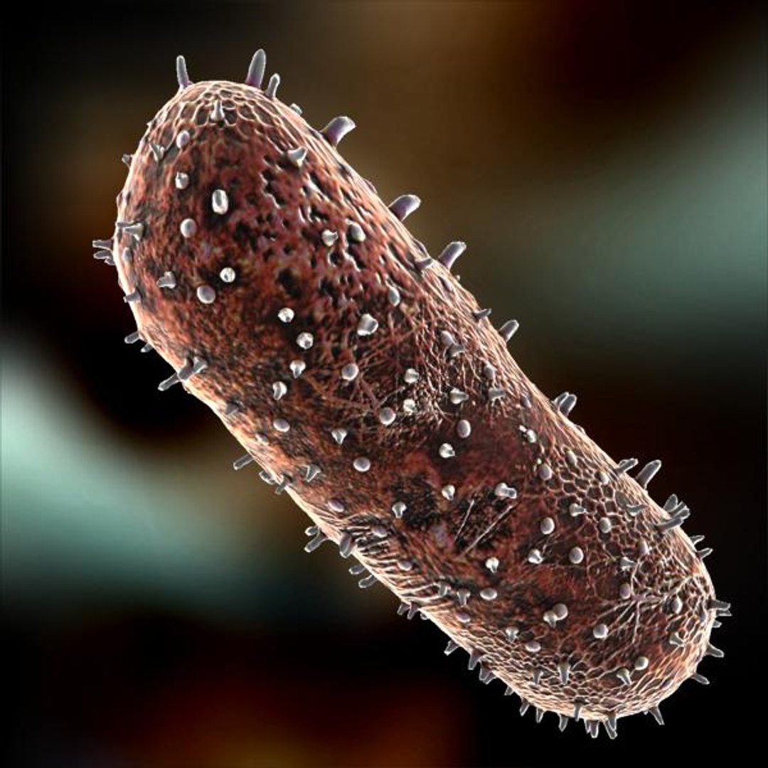 3d Model Anatomy Virus Bacteria