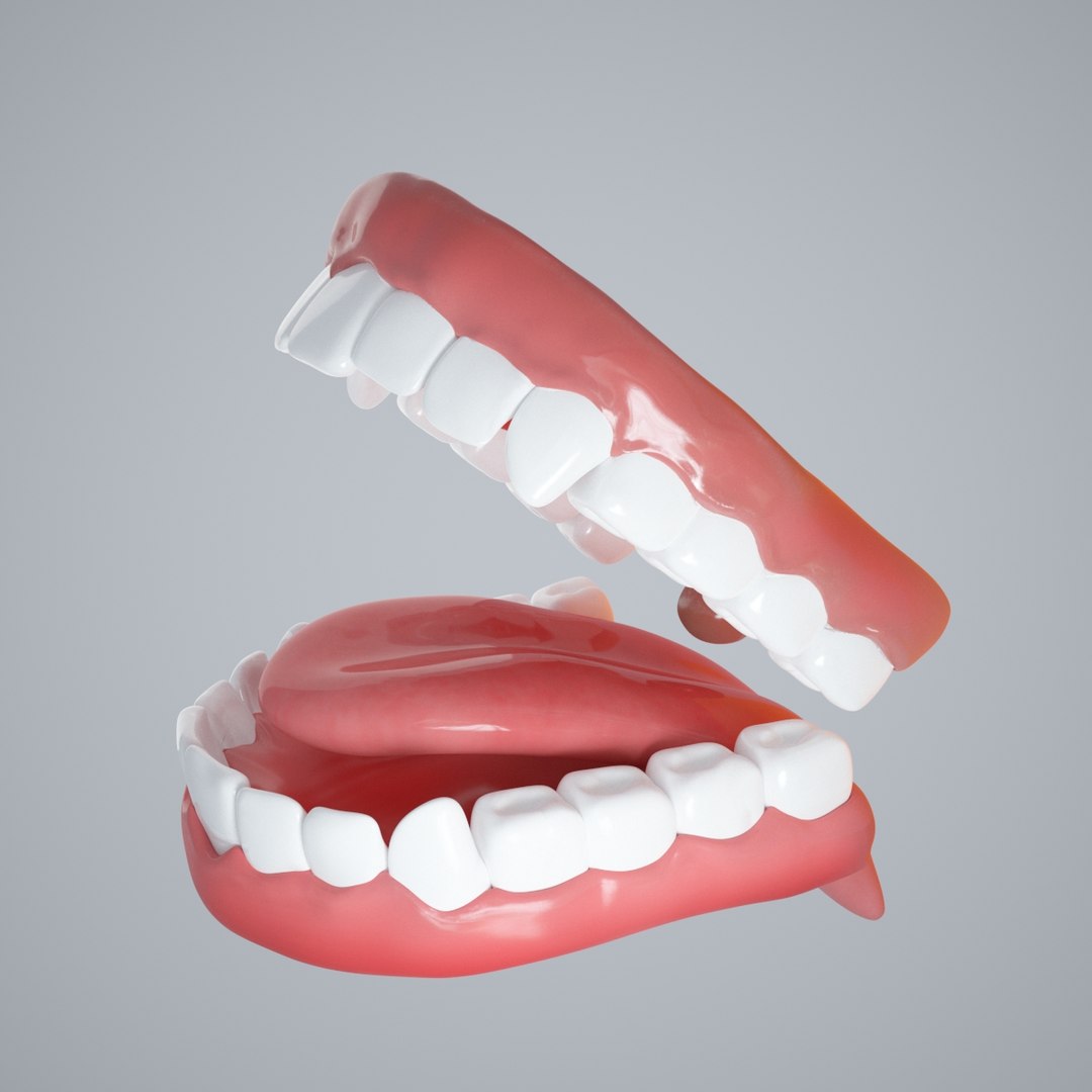 Mouth Teeth Dentition Model - TurboSquid 1419479