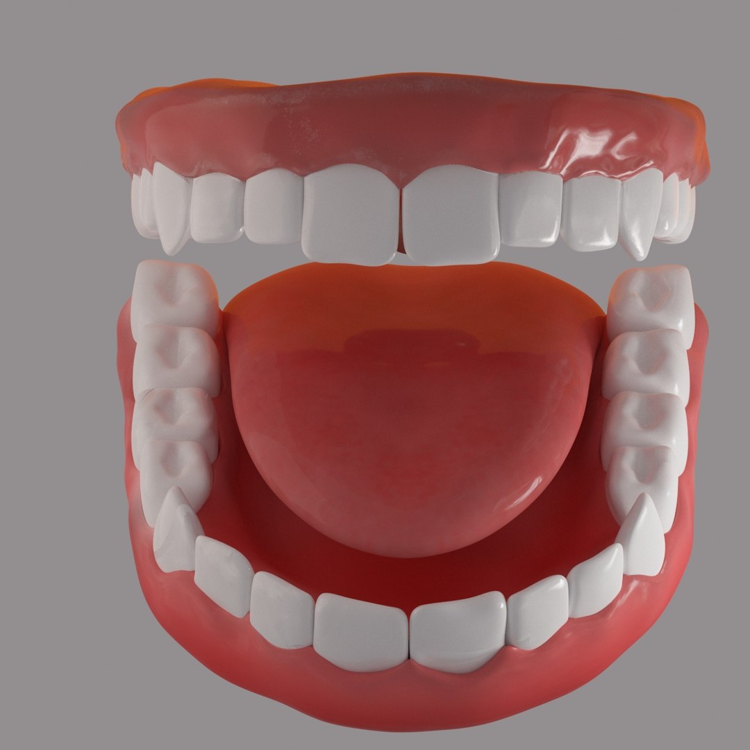 Mouth Teeth Dentition Model - TurboSquid 1419479