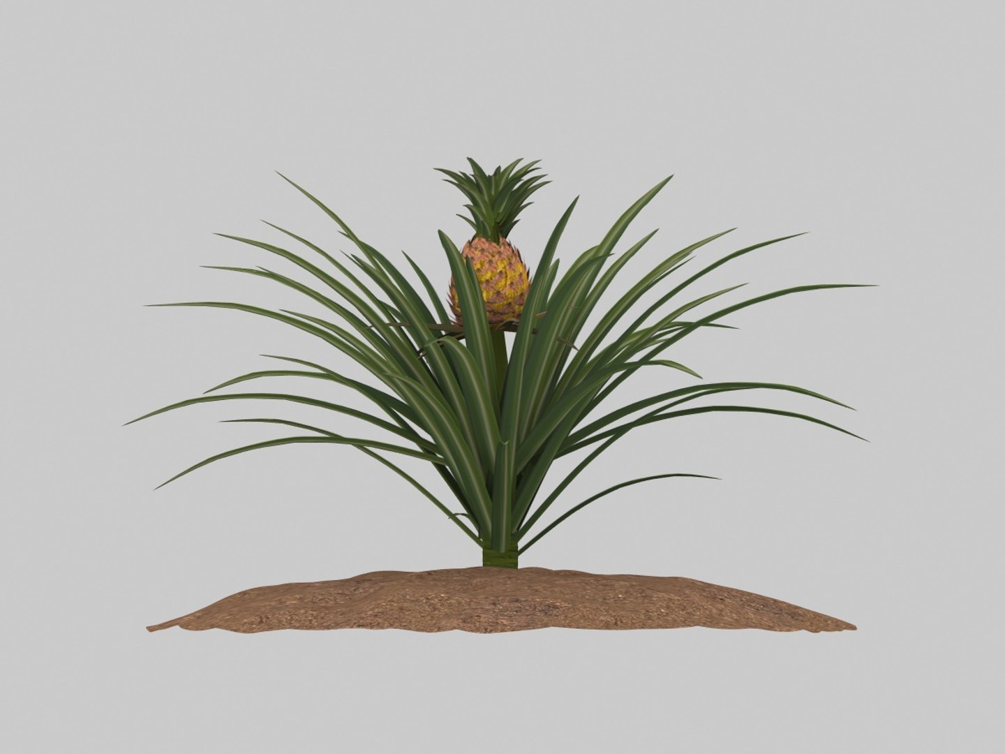 3D Pineapple Growing Model - TurboSquid 1382811