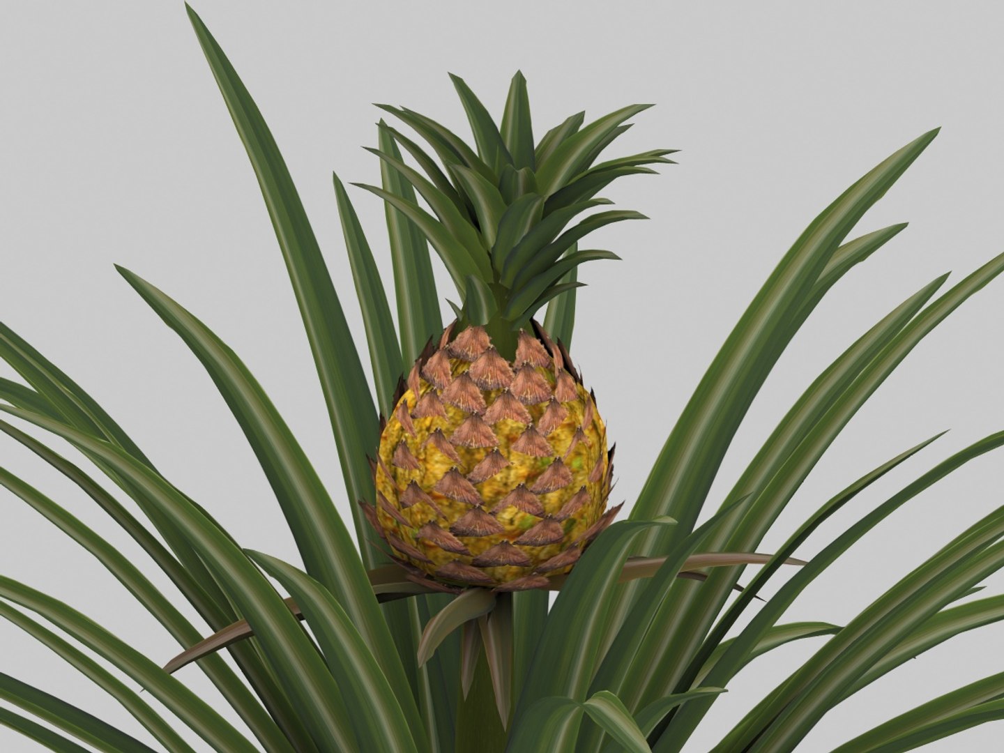 3D Pineapple Growing Model - TurboSquid 1382811