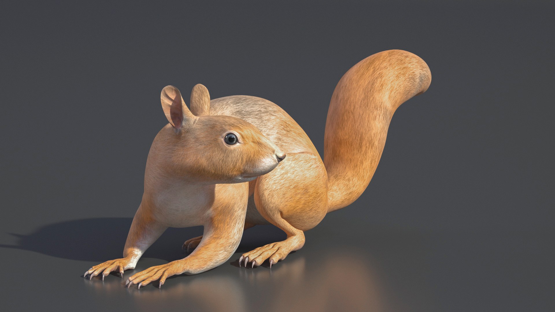 3D Red Squirrel Rigged For Cinema 4D Model - TurboSquid 2280283