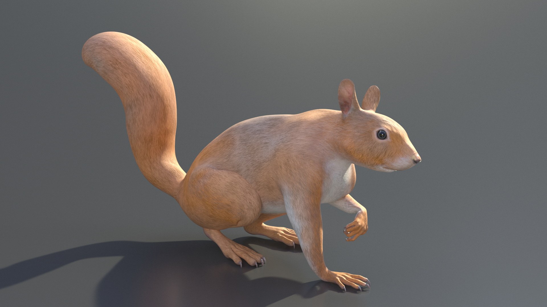 3D Red Squirrel Rigged For Cinema 4D Model - TurboSquid 2280283