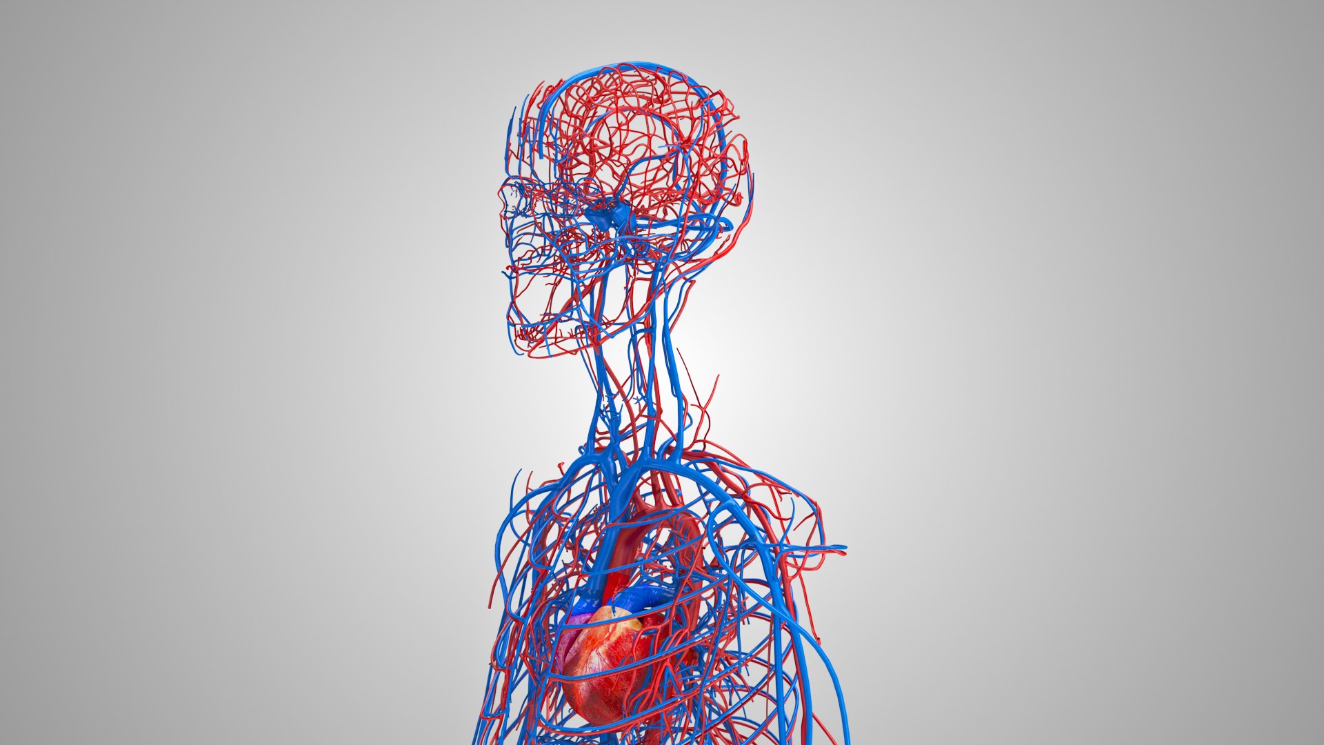 human vascular system 3d