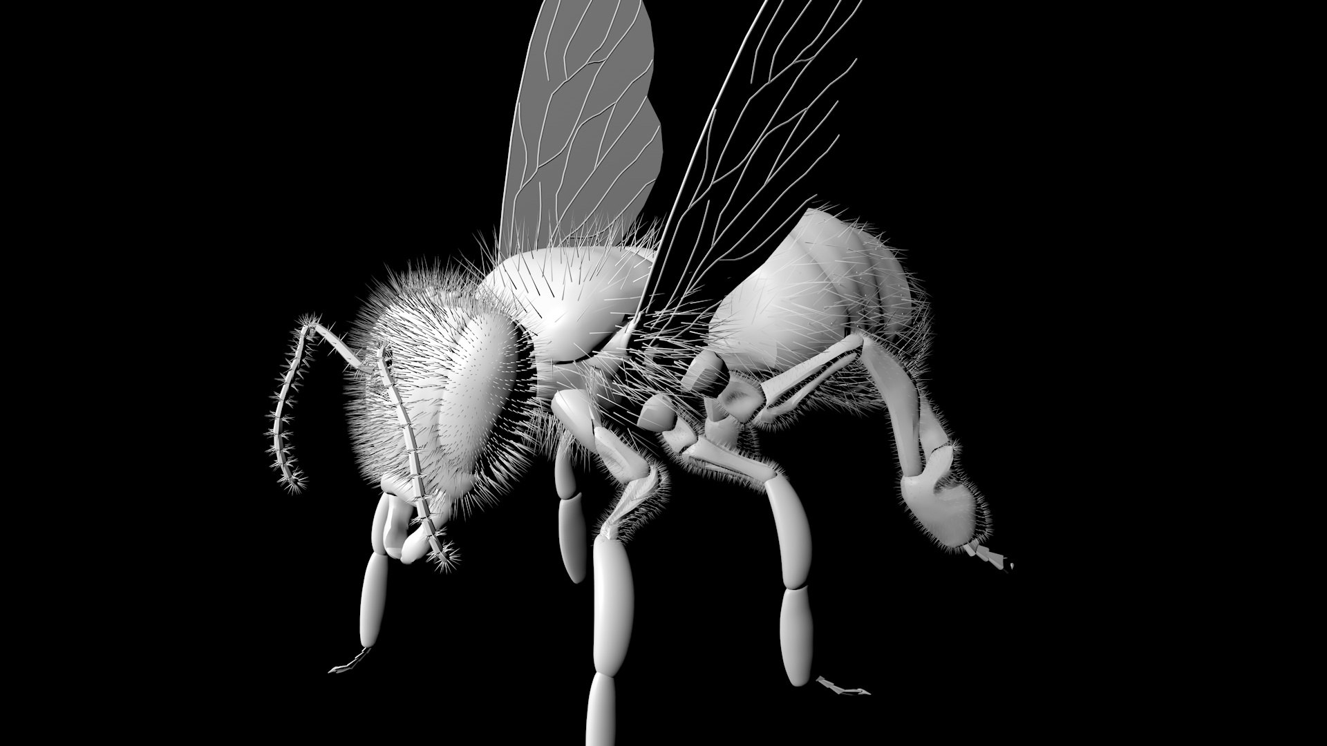 Bee Insect Model - TurboSquid 1677090