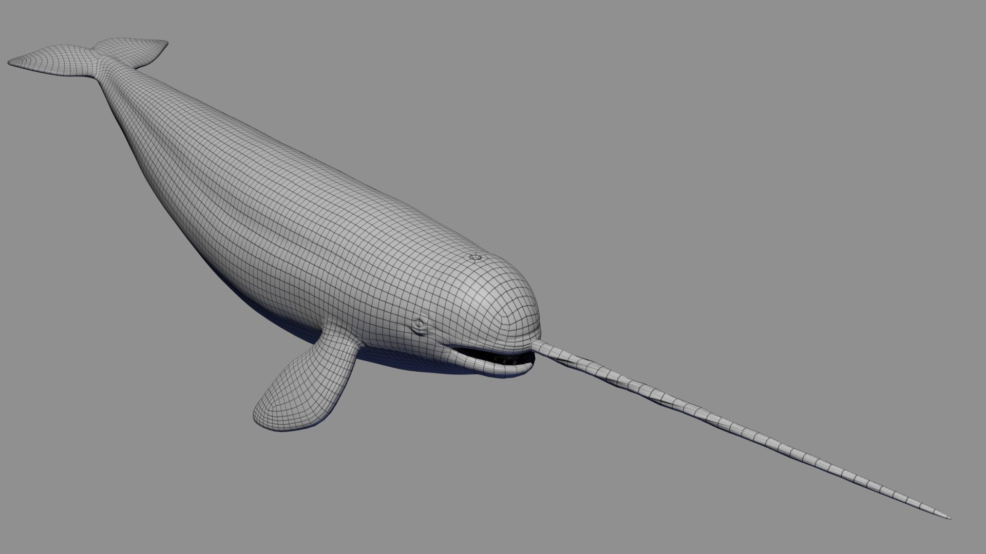3D Narwhal - TurboSquid 2019193