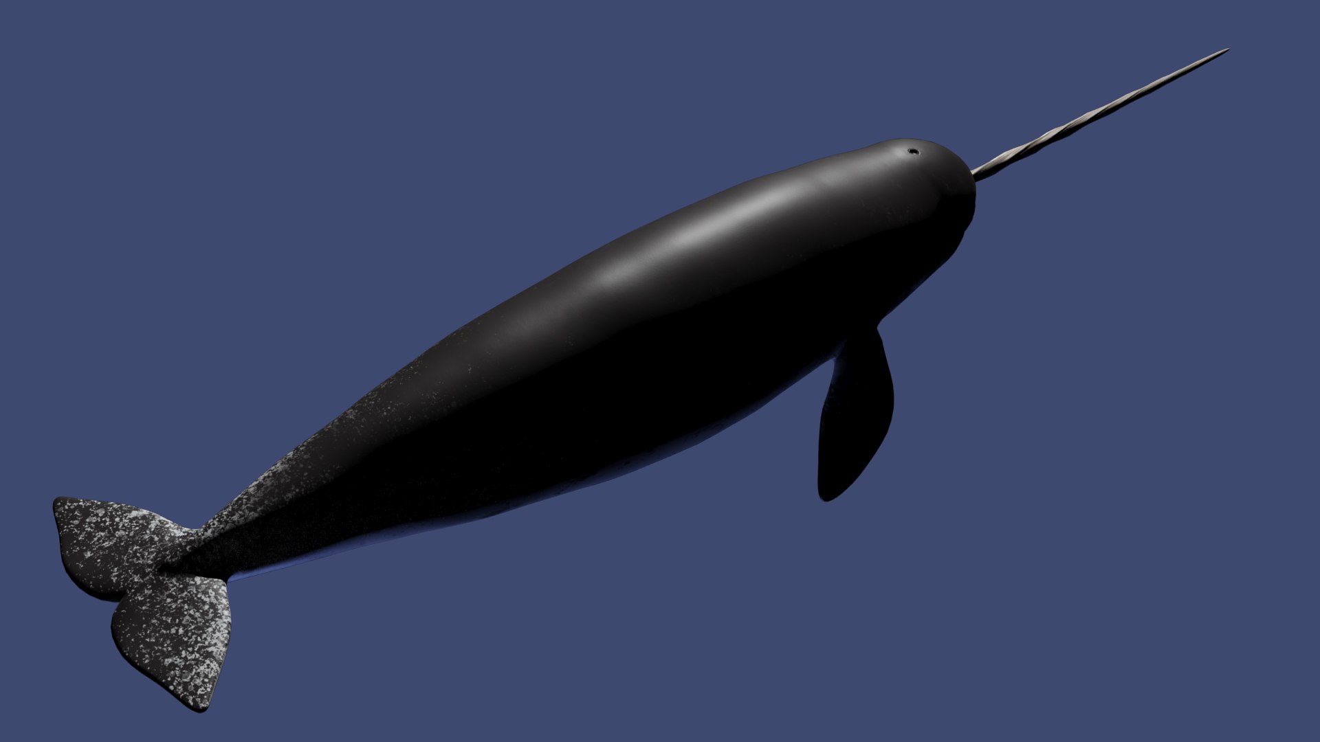 3D Narwhal - TurboSquid 2019193