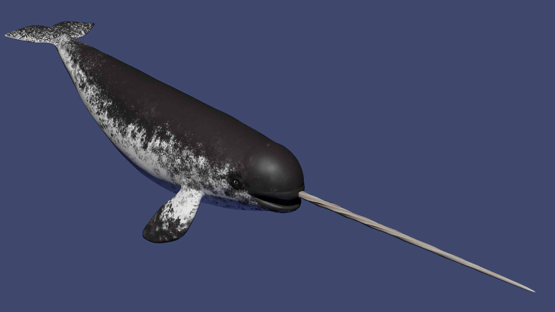 3D Narwhal - TurboSquid 2019193