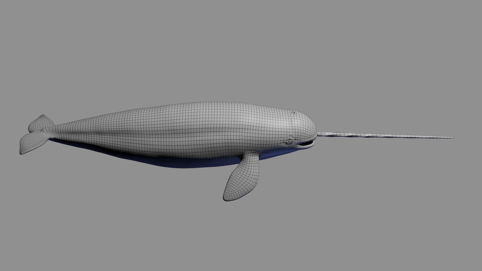 3D Narwhal - TurboSquid 2019193