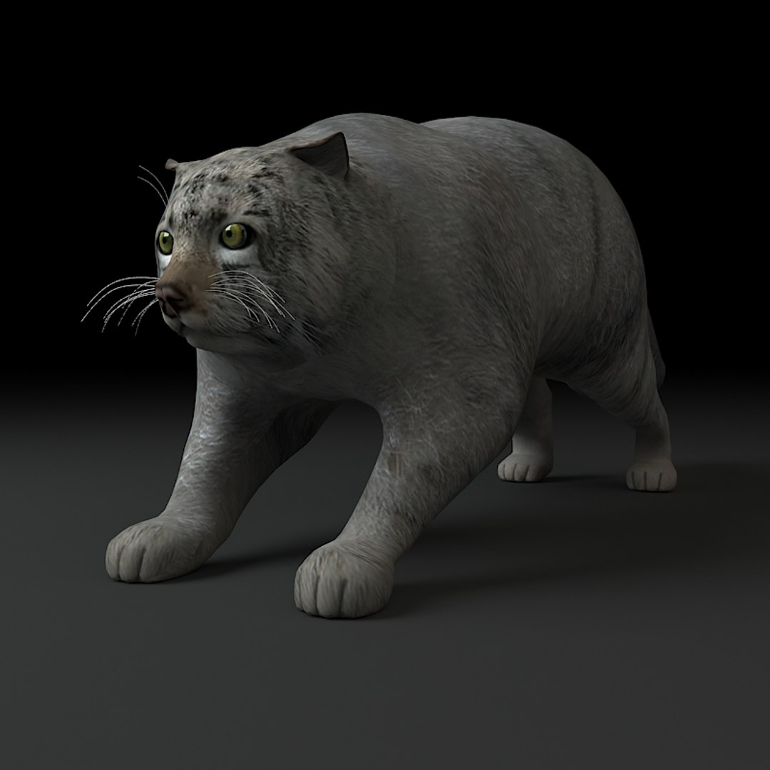 Manul Cat 3d Ma