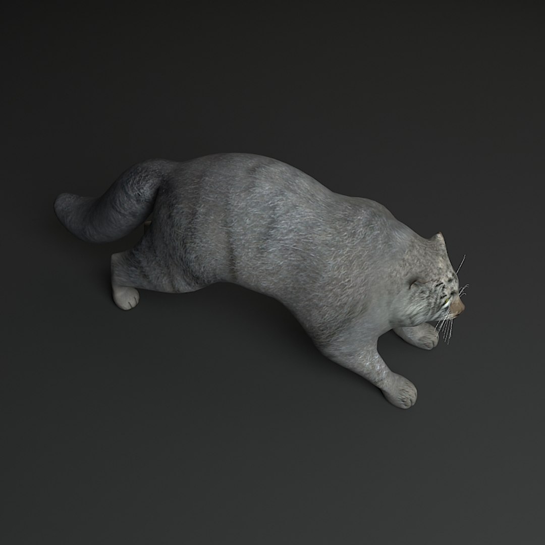 Manul Cat 3d Ma