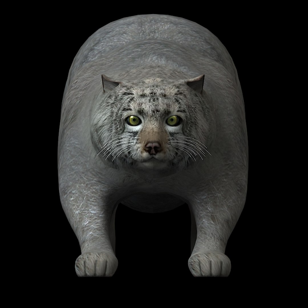 Manul Cat 3d Ma