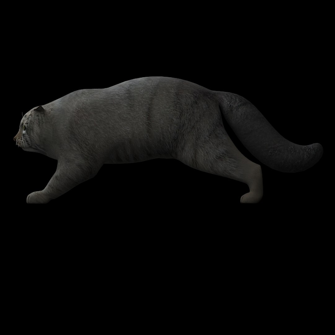 Manul Cat 3d Ma