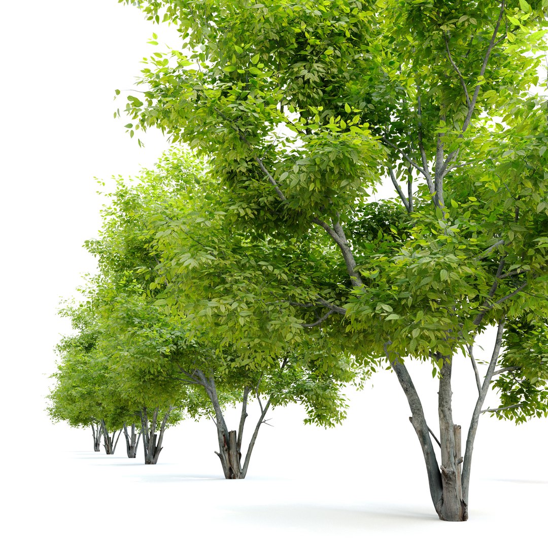 Alee chinese elm 3D - TurboSquid 1955015