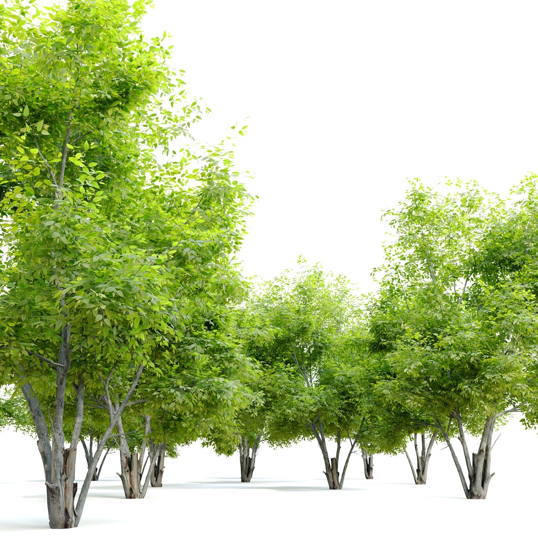 Alee chinese elm 3D - TurboSquid 1955015