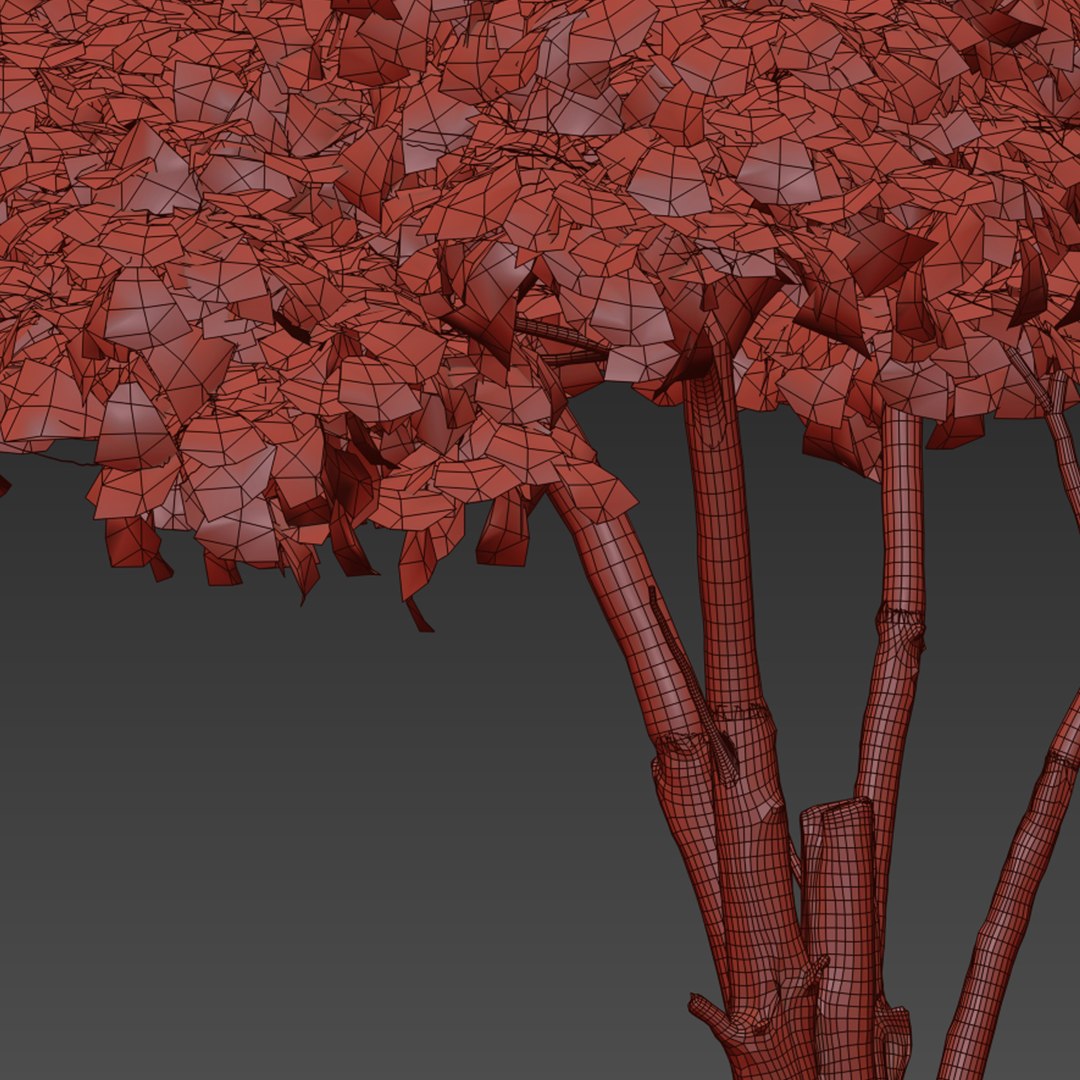 Alee chinese elm 3D - TurboSquid 1955015