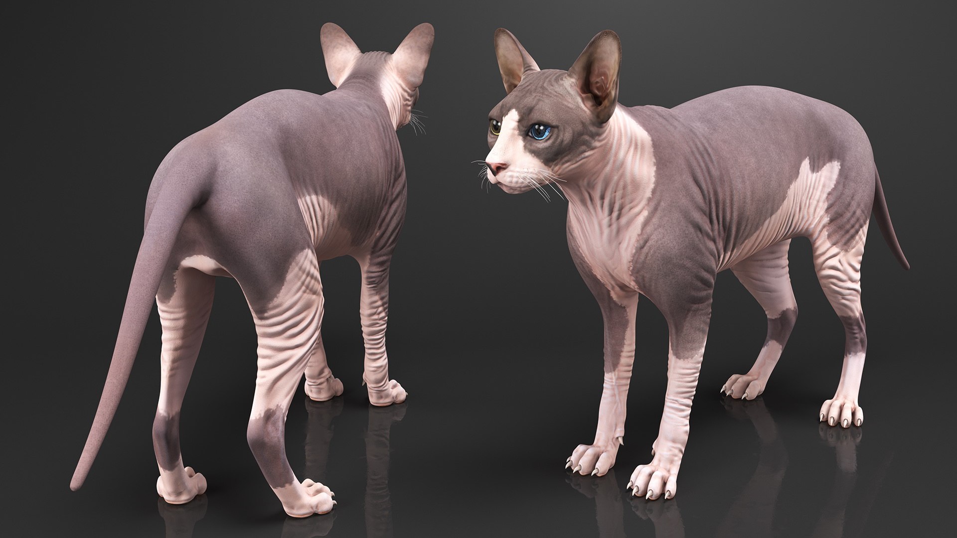 Rigged Sphynx Cat With Cat Scratching Post Collection For Cinema 4D 3D ...